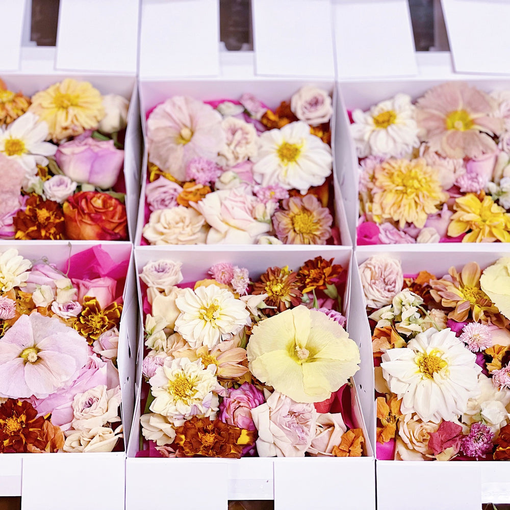 Bloomish Box: Monthly & Season Delivery of Freeze Dried Edible Flowers ...