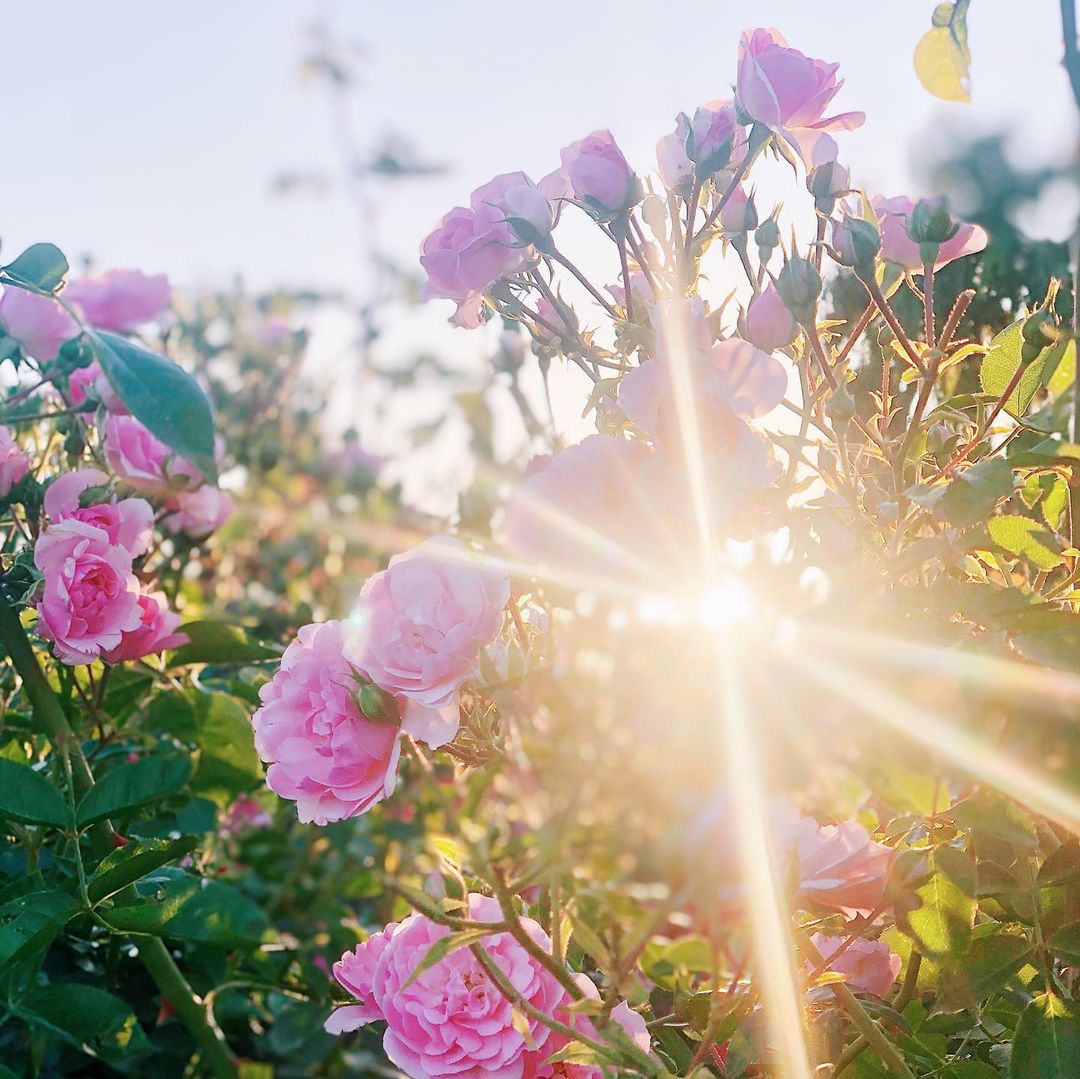 Petals - Bloomish by Simply Rose Petals